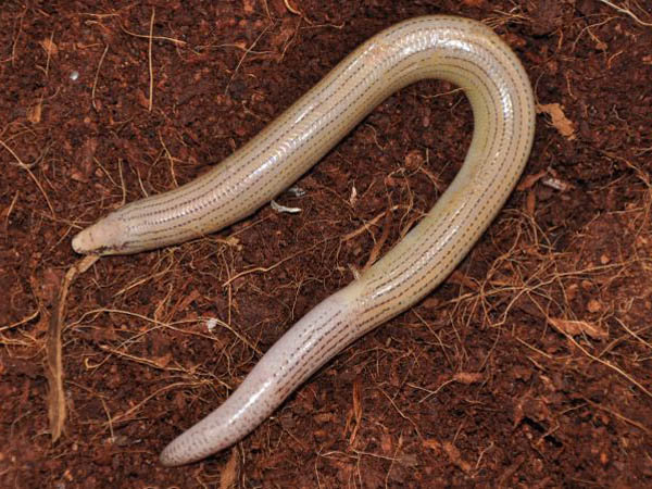 Madagascar Destination - Pygomeles
