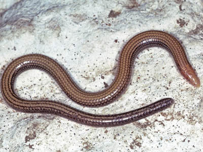 Madagascar Destination - Scincomorpha